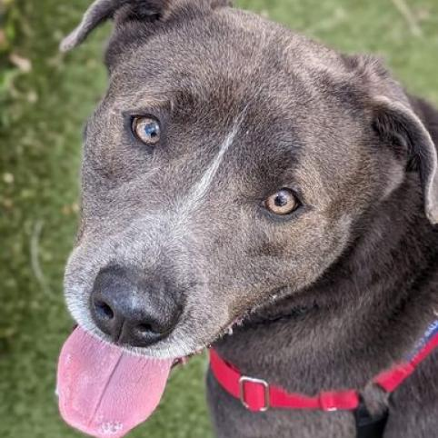 Adoptable Blue Lacy Dogs | Chewy.com