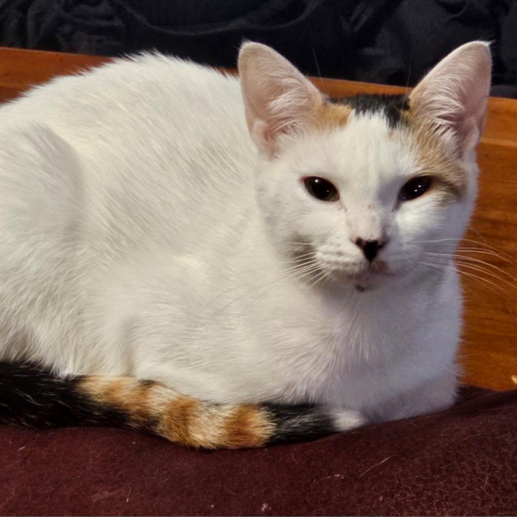 Adoptable Turkish Van Cats | Chewy.com