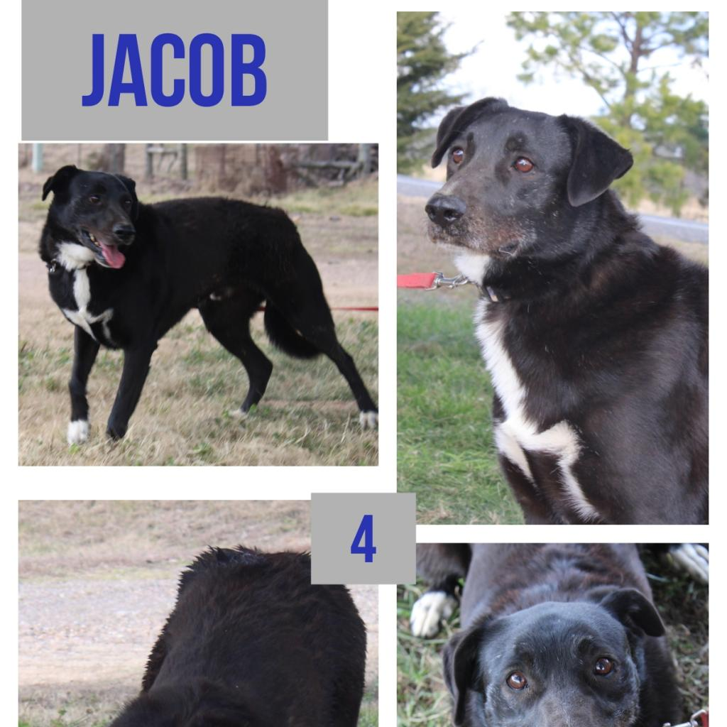 Adoptable Black Mouth Cur Dogs | Chewy.com