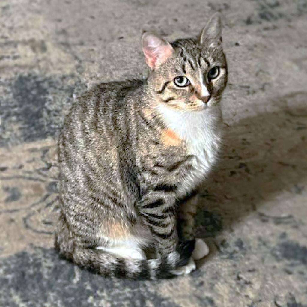 Adoptable Cats & Kittens in Bryan, TX | Chewy.com
