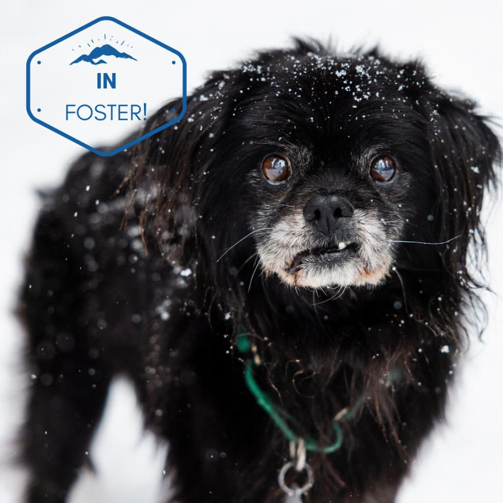 Adoptable Pekingese Dogs | Chewy.com