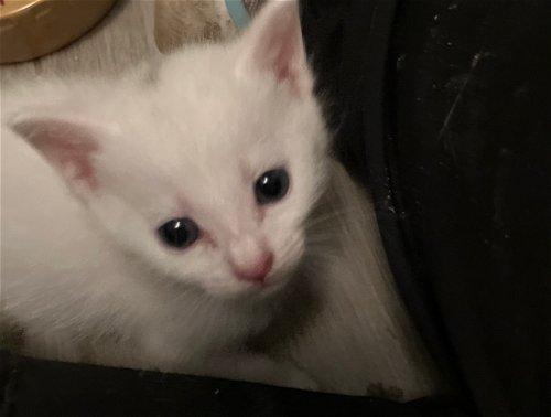 Adoptable Cats & Kittens in Augusta, GA | Chewy.com