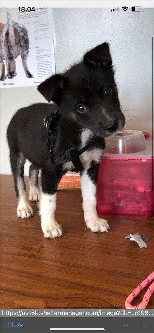 Adoptable Border Collie Dogs | Chewy.com