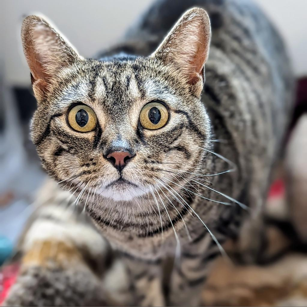 Adoptable Manx Cats | Chewy.com