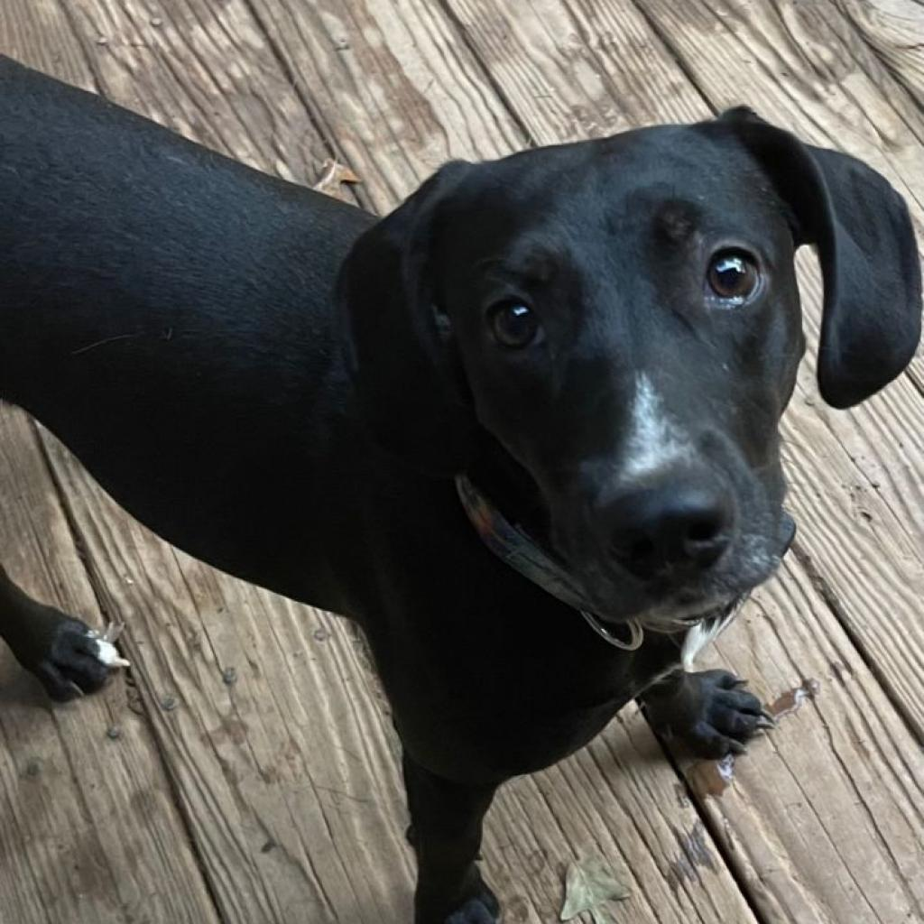 Adoptable Hound Dogs | Chewy.com