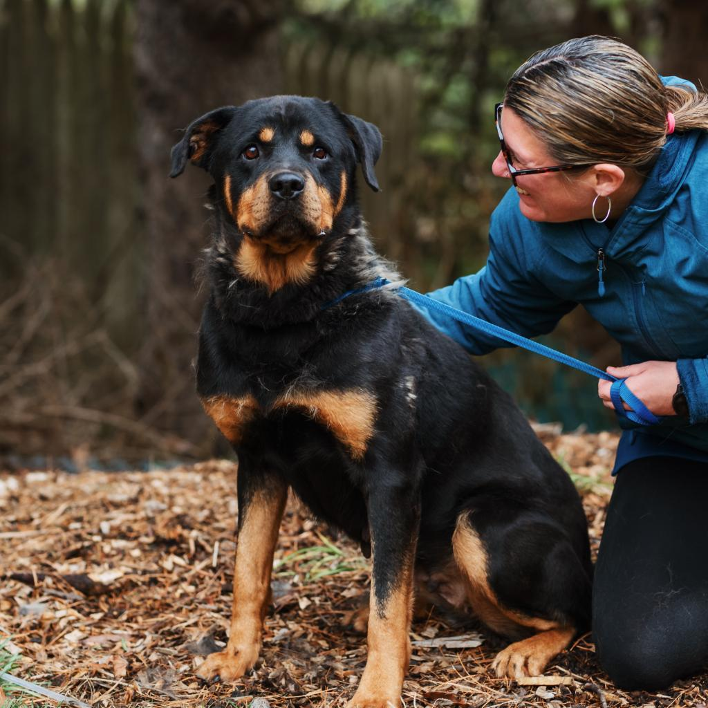 Adoptable Rottweiler Dogs | Chewy.com