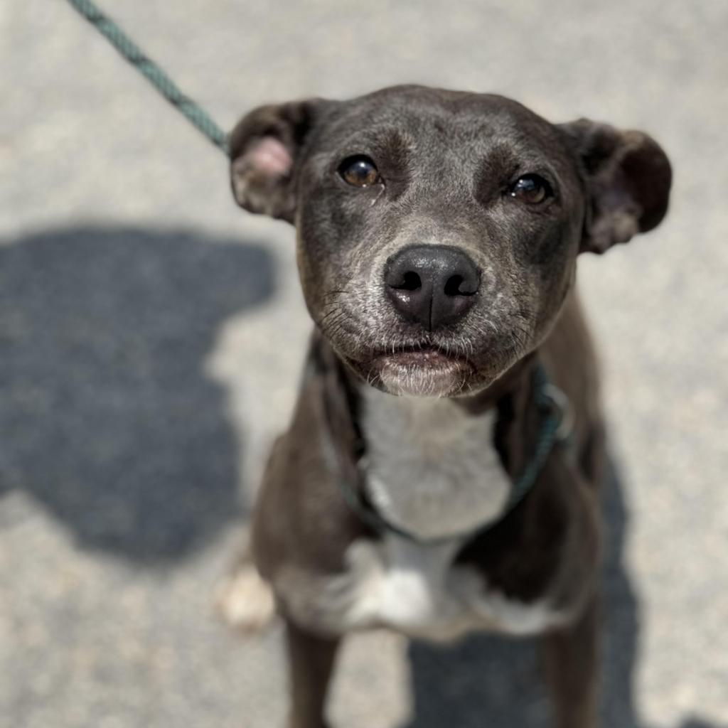 Adoptable Blue Lacy Dogs | Chewy.com