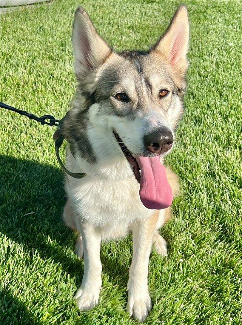 Adoptable Dogs & Puppies in Lincoln, NE | Chewy.com