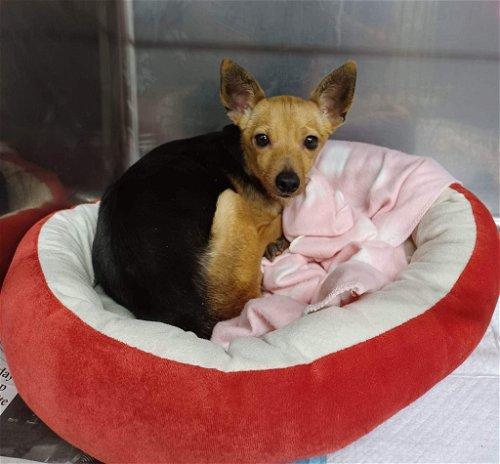 Adoptable Dogs & Puppies in Milwaukee, WI | Chewy.com