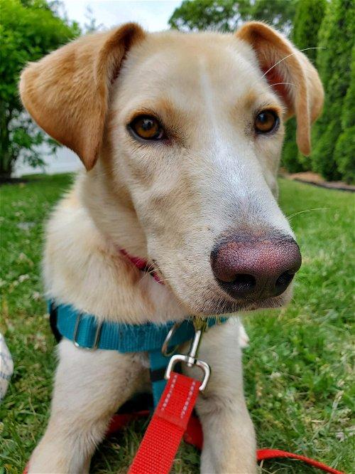 Adoptable Dogs & Puppies in Columbia, SC | Chewy.com