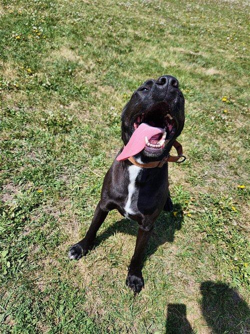 Adoptable Dogs & Puppies in Fargo, ND | Chewy.com