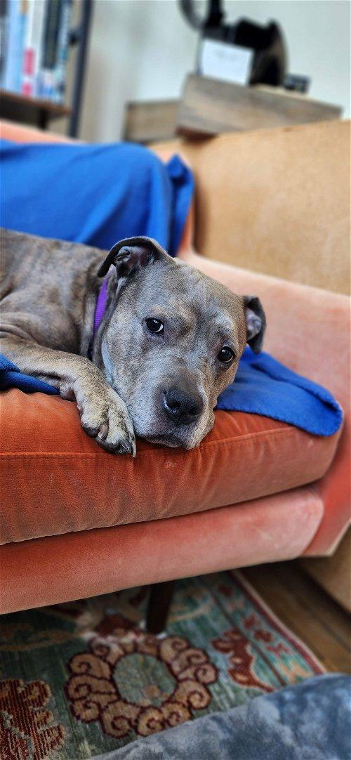 Adoptable Dogs & Puppies in Philadelphia, PA | Chewy.com