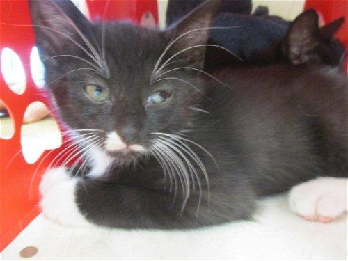 Adoptable Cats & Kittens in Ocala, FL | Chewy.com