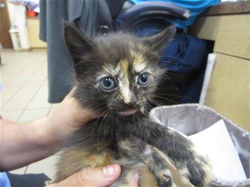 Adoptable Cats & Kittens in Ocala, FL | Chewy.com