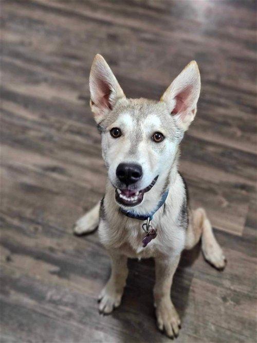 Adoptable Dogs & Puppies in Green Bay, WI | Chewy.com