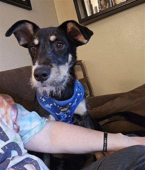 Adoptable Dogs & Puppies in Green Bay, WI | Chewy.com