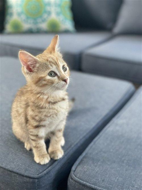 Adoptable Cats & Kittens in Richmond, VA | Chewy.com