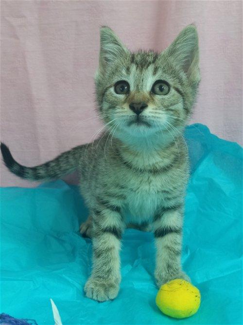 Adoptable Cats & Kittens in Chesapeake, VA | Chewy.com