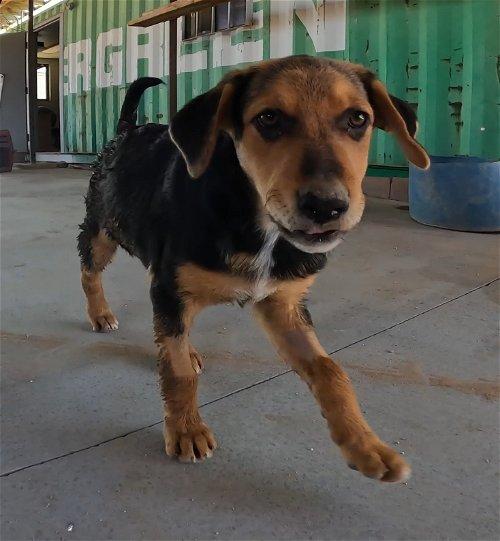 Adoptable Dogs & Puppies in Tucson, AZ | Chewy.com