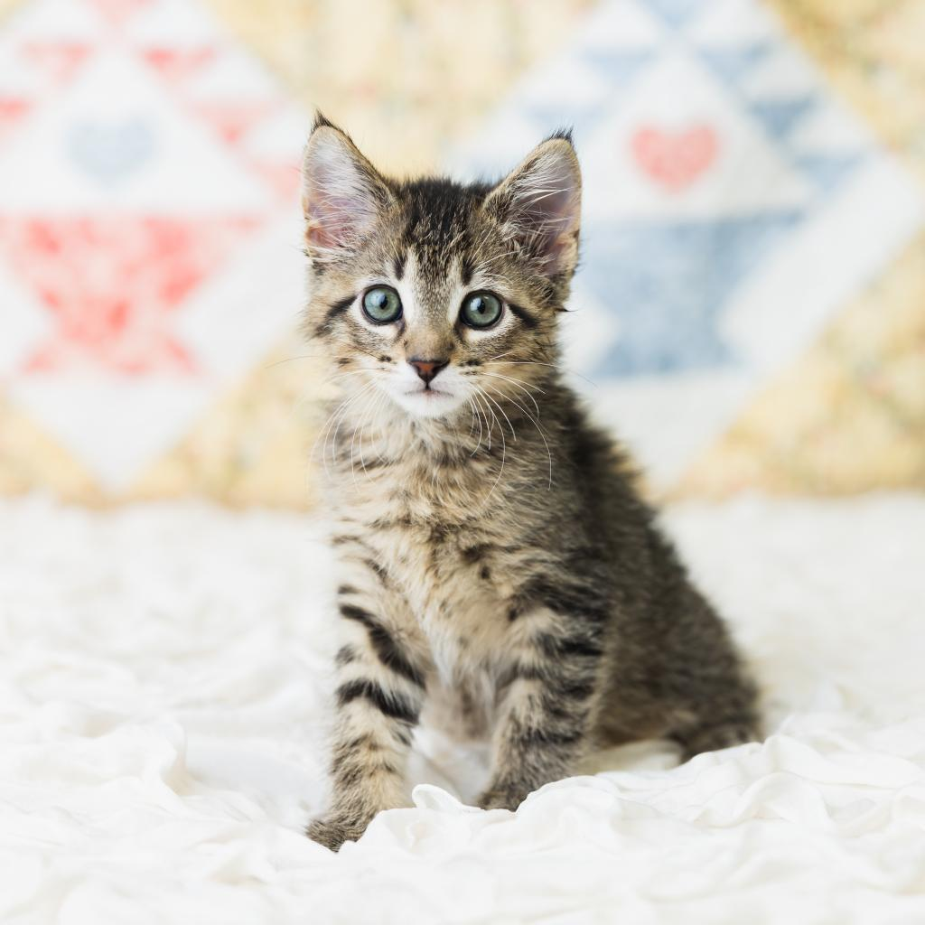 Adoptable Cats & Kittens in Minneapolis, MN | Chewy.com