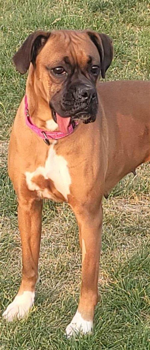 Adoptable Dogs & Puppies in Rochester, MN | Chewy.com