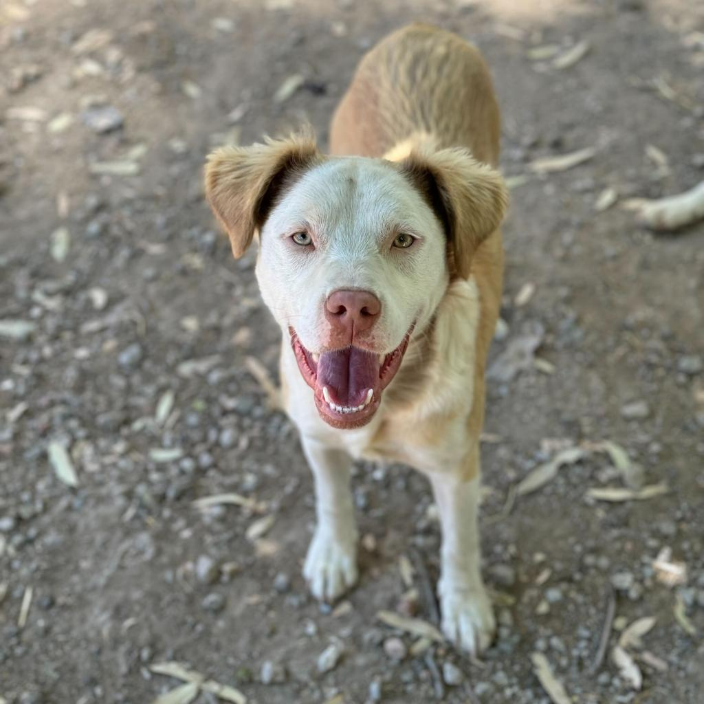 Adoptable Border Collie Dogs | Chewy.com