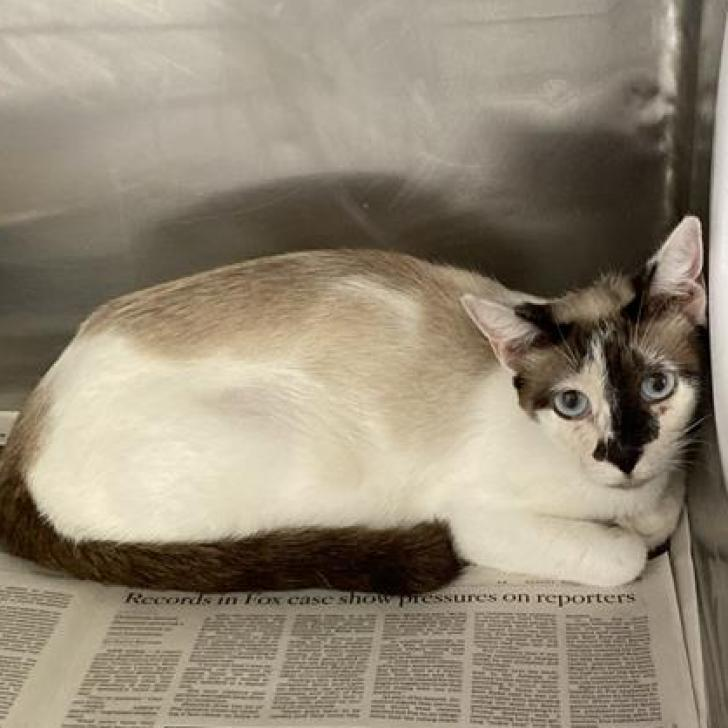 Adoptable Snowshoe Cats | Chewy.com
