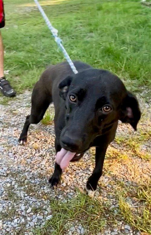 Adoptable Redbone Coonhound Dogs | Chewy.com