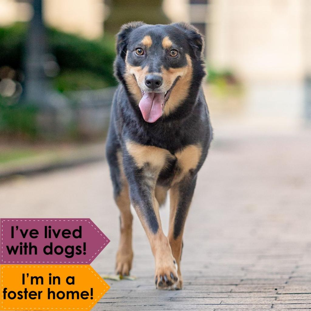 Adoptable Dogs & Puppies in Philadelphia, PA | Chewy.com