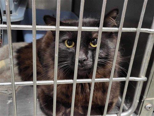 Adoptable Cats & Kittens in Fargo, ND | Chewy.com