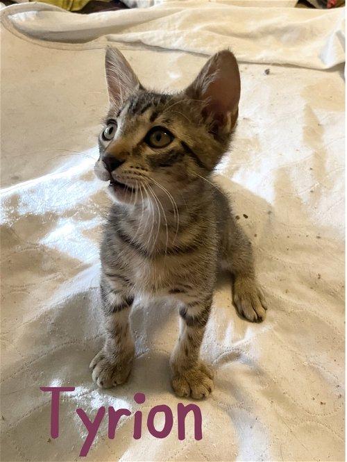 Adoptable Cats & Kittens in Sarasota, FL | Chewy.com