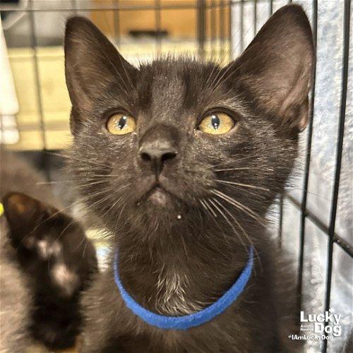 Adoptable Cats & Kittens in Arlington, VA | Chewy.com
