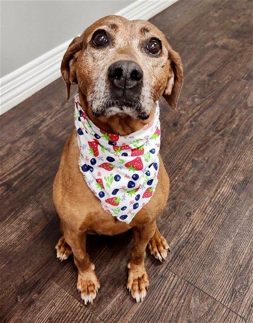 Adoptable Redbone Coonhound Dogs | Chewy.com