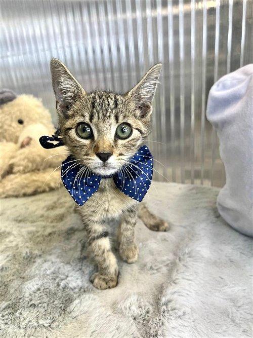 Adoptable Cats & Kittens in Wellington, FL | Chewy.com