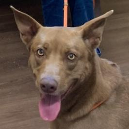 Adoptable Dogs & Puppies in Indianapolis, IN | Chewy.com