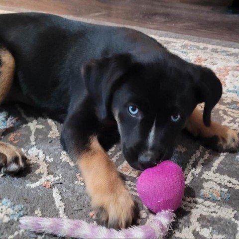 Adoptable Dogs & Puppies in Everett, WA | Chewy.com