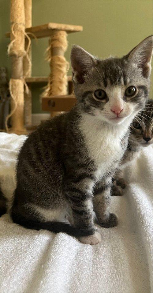 Adoptable Cats & Kittens in Charlotte, NC | Chewy.com