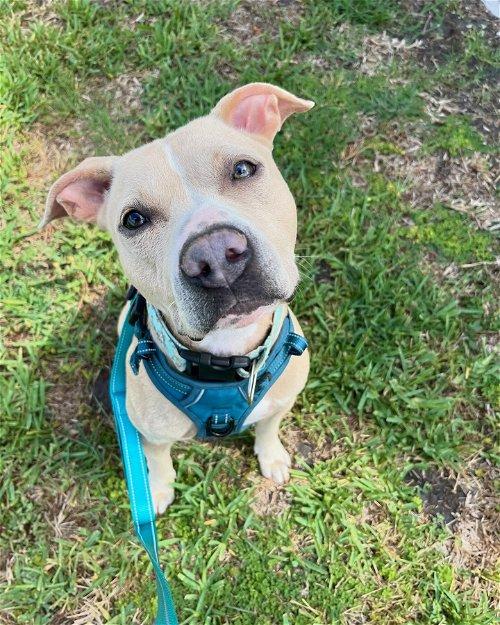 Adoptable Dogs & Puppies in Jacksonville, FL | Chewy.com