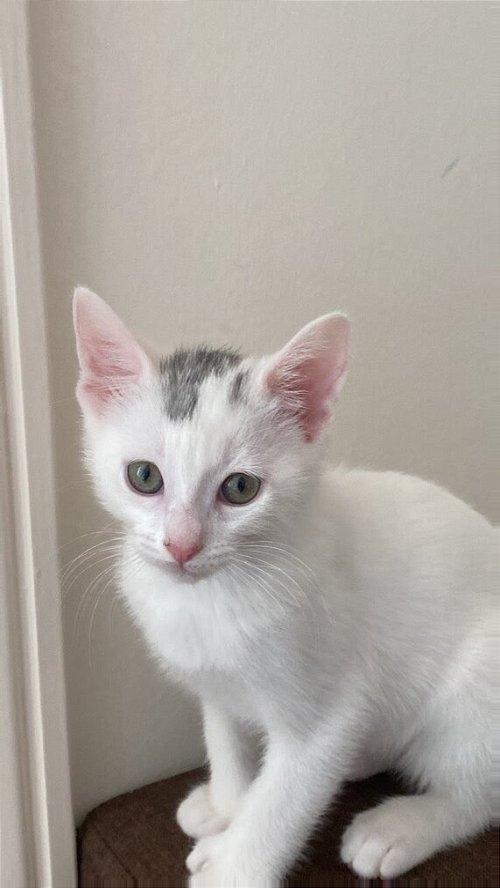 Adoptable Polydactyl Cats | Chewy.com