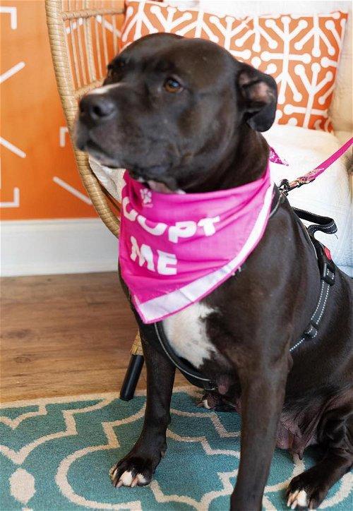 Adopt Dogs & Puppies | Chewy.com
