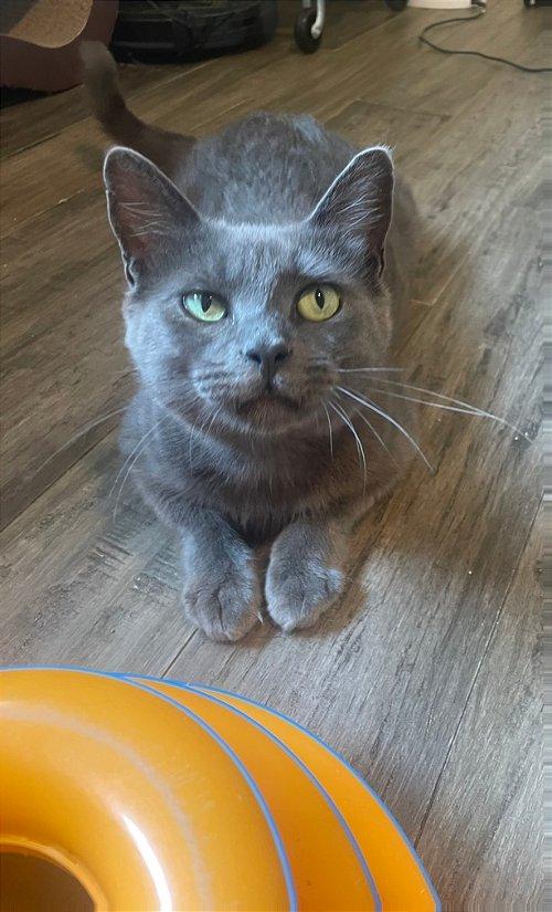 Adoptable Cats & Kittens in Dallas, TX | Chewy.com