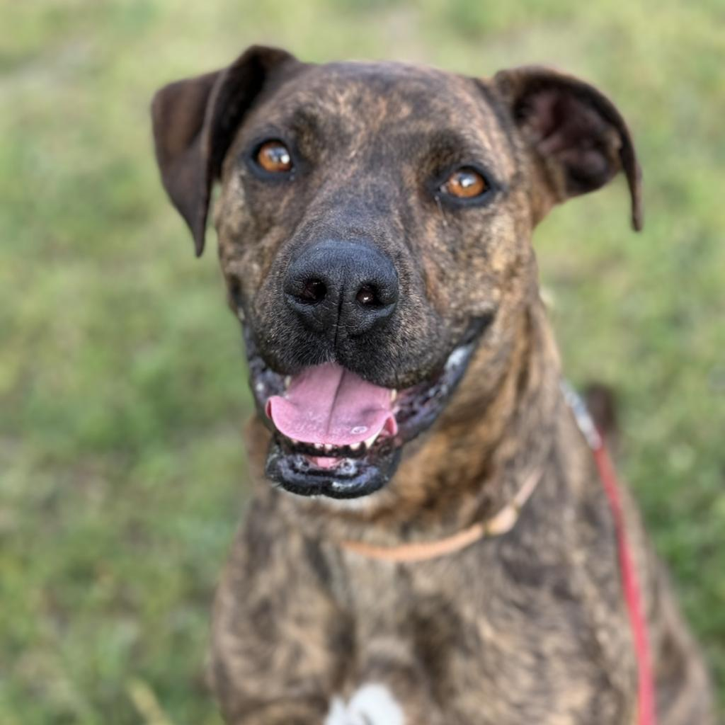 Adoptable Plott Hound Dogs | Chewy.com