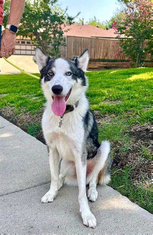 Adoptable Dogs & Puppies in Dallas, TX | Chewy.com
