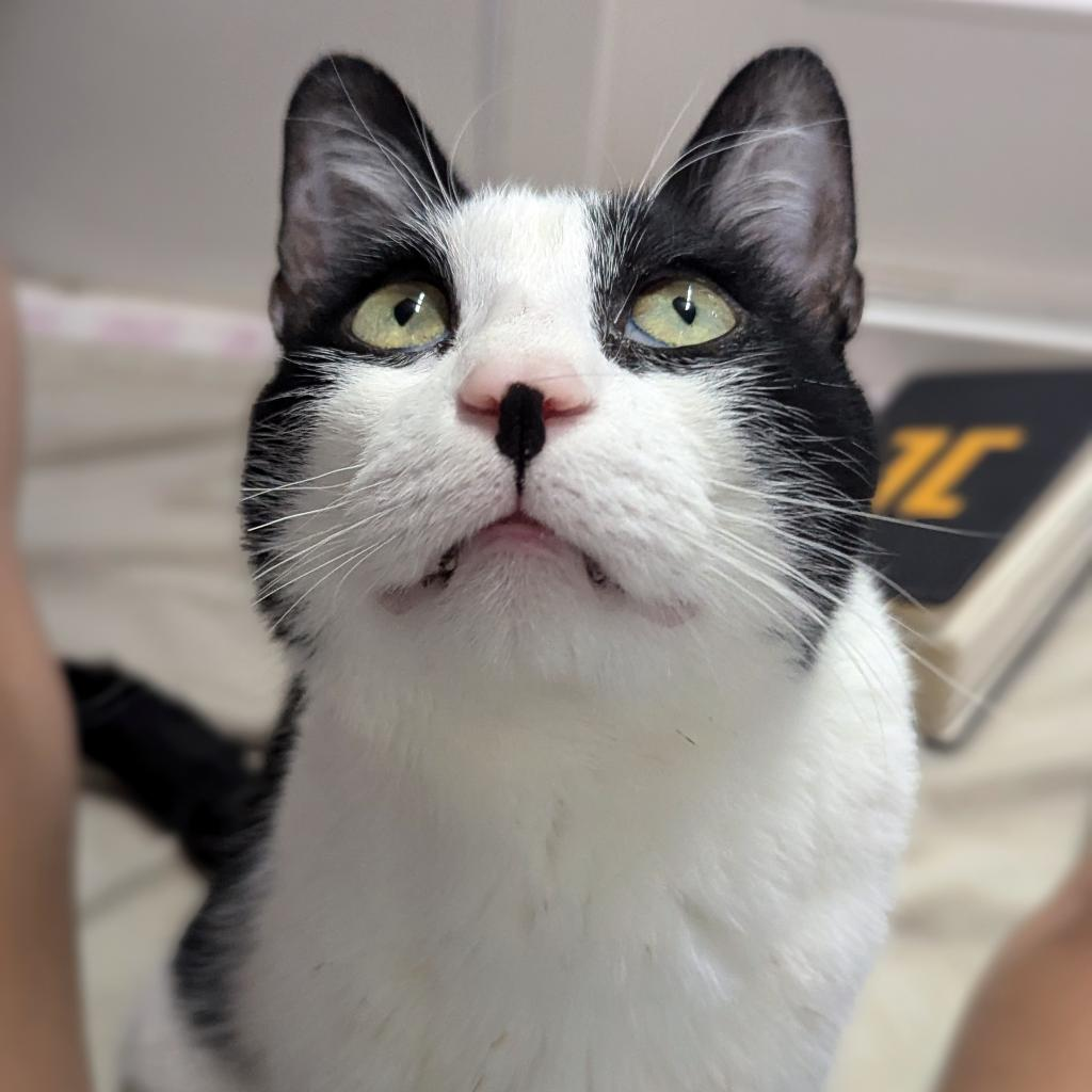 Adoptable Cats & Kittens in Bryan, TX | Chewy.com