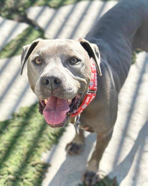 Adoptable Dogs & Puppies in La Mesa, CA | Chewy.com