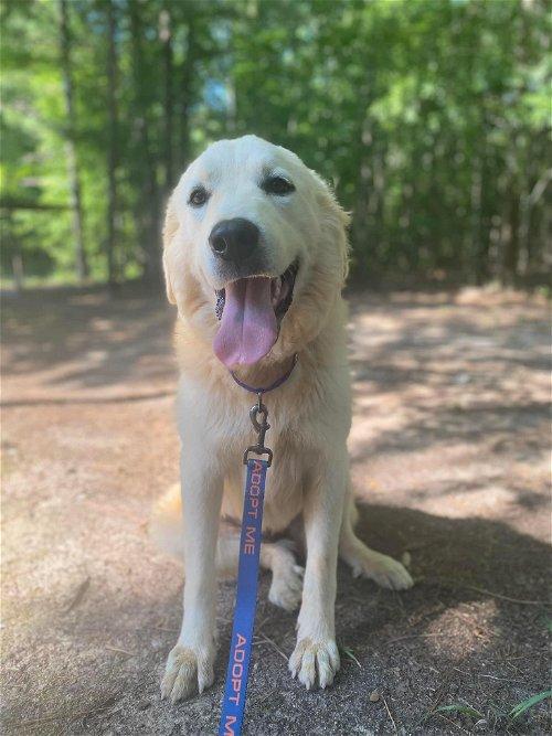 Adoptable Great Pyrenees Dogs | Chewy.com