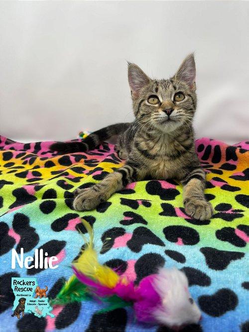 Adoptable Cats & Kittens in Bossier City, LA | Chewy.com