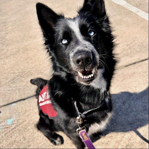 Adoptable Border Collie Dogs | Chewy.com