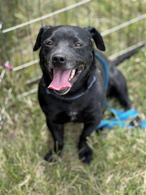 Adoptable Dogs & Puppies in Spokane, WA | Chewy.com