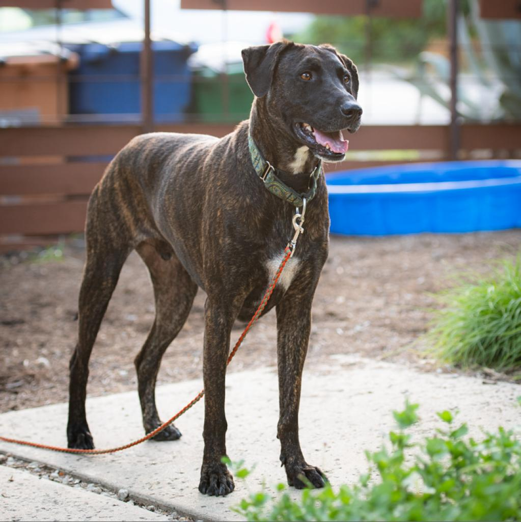 Adoptable Plott Hound Dogs | Chewy.com